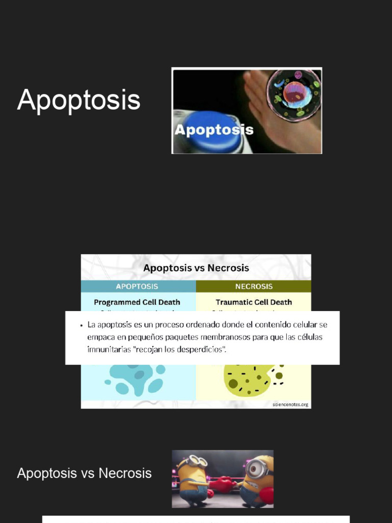 Entendiendo la Apoptosis y Caspasas | PDF
