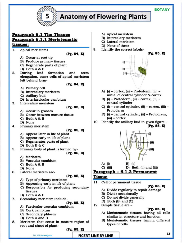 Adobe Scan 17 Sep 2024 | PDF | Plant Stem | Tissue (Biology)