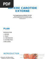 Anatomie Carotide Externe Oran 2016 | PDF | Artère carotide commune | Cou