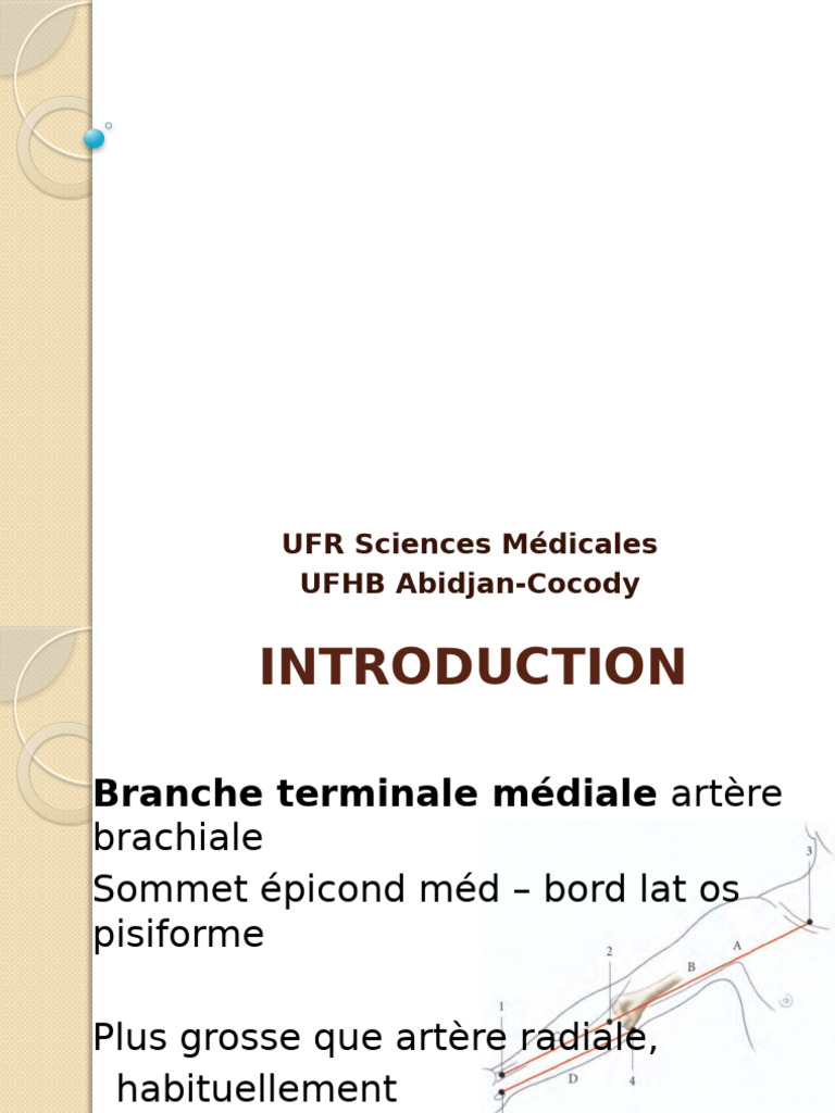Anatomie de l'artère ulnaire | PDF