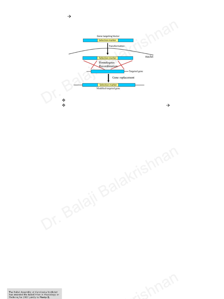 13-Gene Targeting and Knock Out Mice | PDF | Gene Knockout | Gene