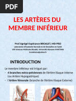 Vascularisation du membre inférieur | PDF | Main | Jambe humaine