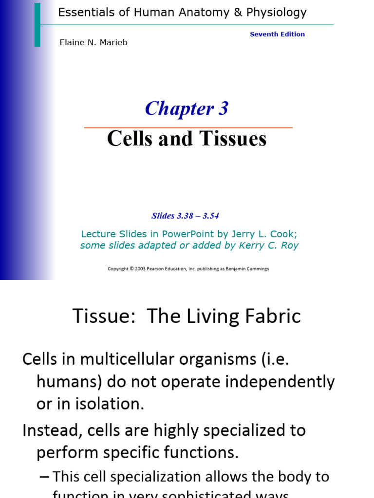 Chapter 3 Cells and Tissues | PDF | Epithelium | Connective Tissue