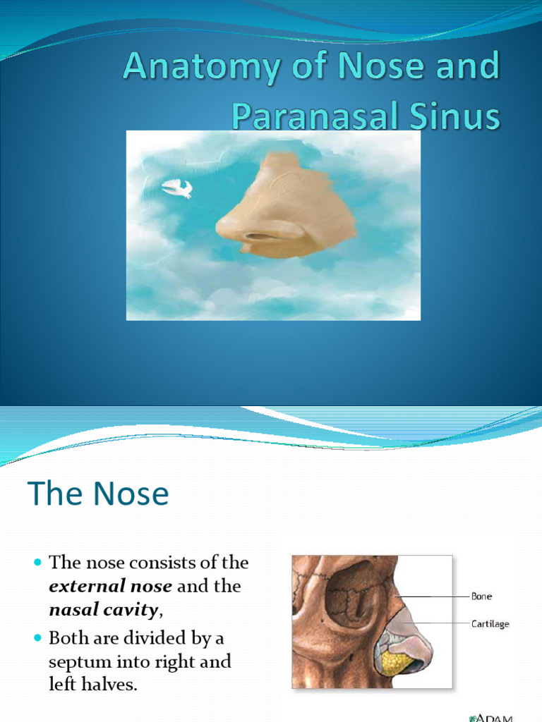Anatomy of Nose and Paranasal Sinus | PDF | Human Nose | Human Head And ...