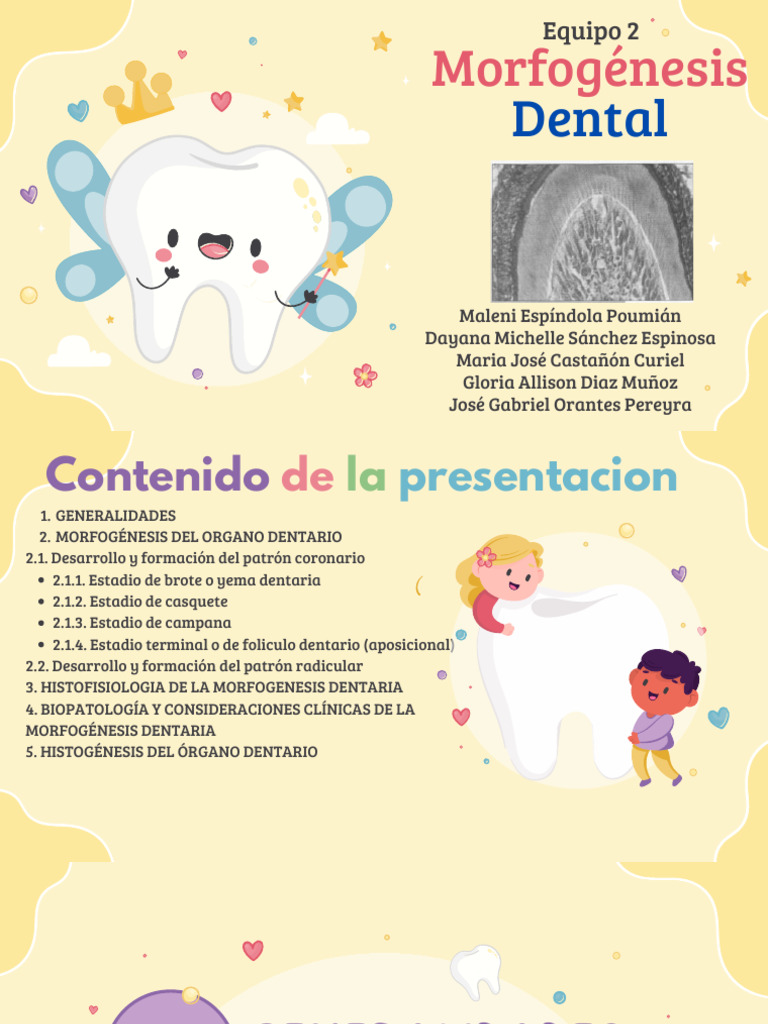 Morfogénesis Dental: Etapas Clave | PDF | Epitelio | Diente