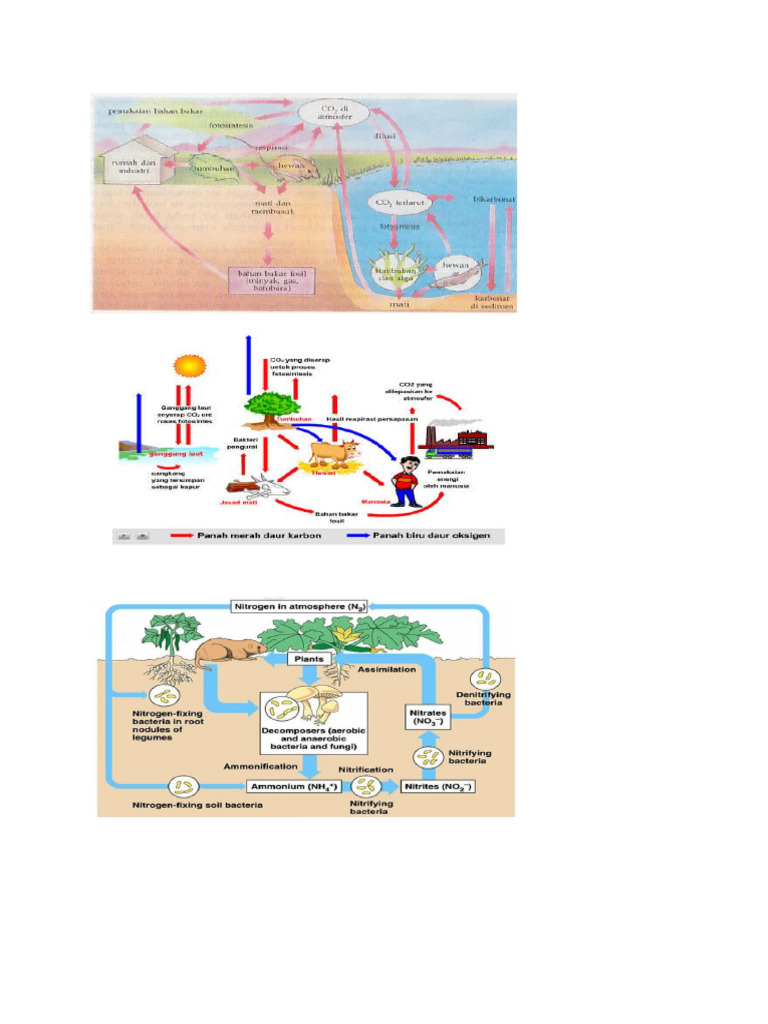 Daur Biogeokimia | PDF