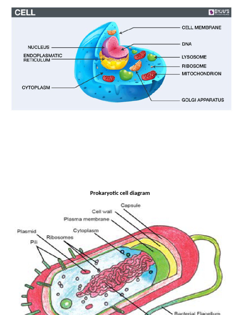 Cell Diagrams for Biology Students | PDF