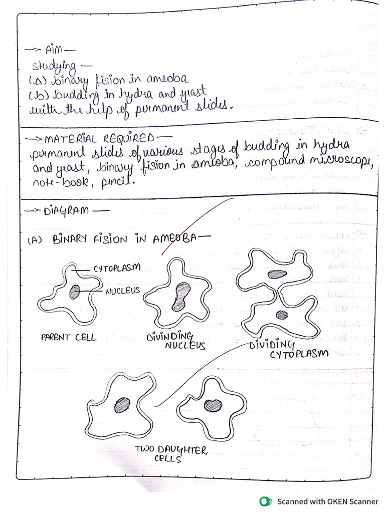Practical Number 3 Biology | PDF