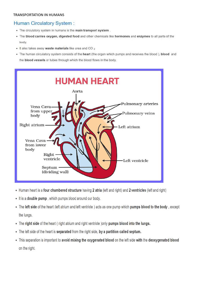 Transportation in Humans | PDF