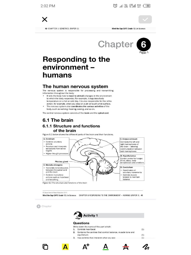 brain | PDF