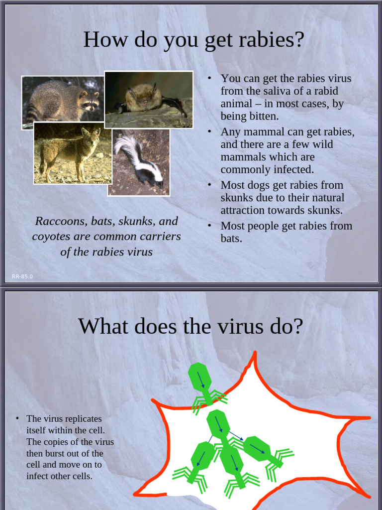 short-rabies | PDF | Rabies | Animal Virology