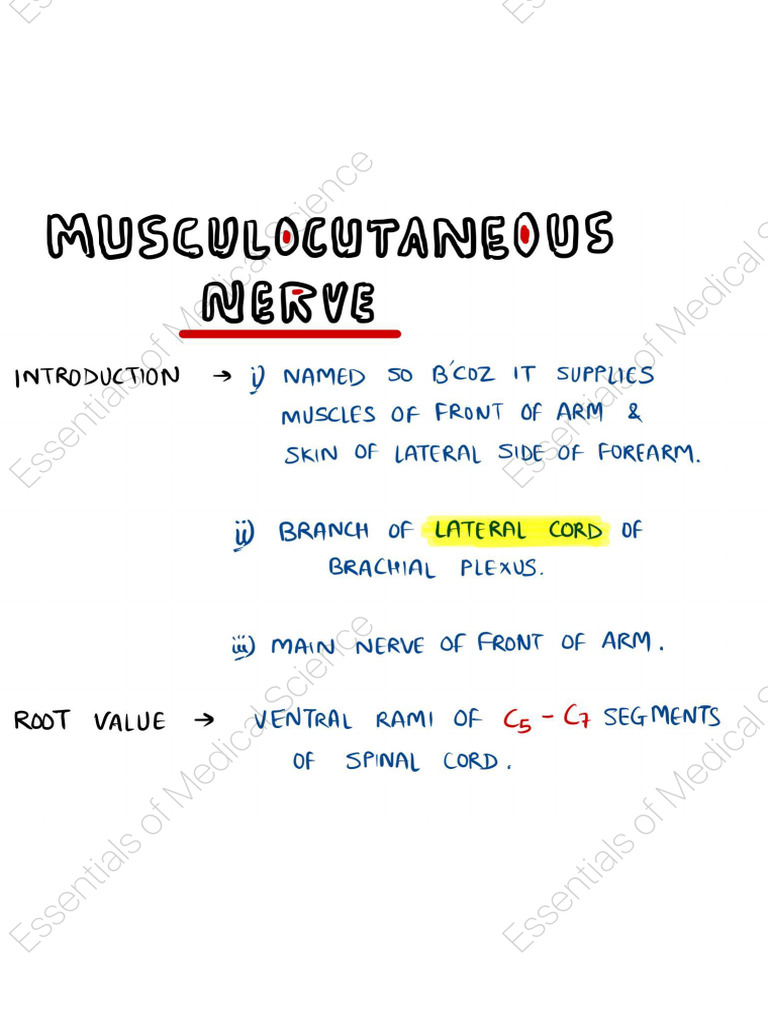 Musculocutaneous Nerve Anatomy UPPER LIMB | PDF
