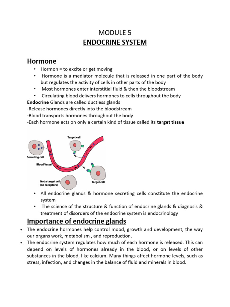 MODULE 5 - Endocrine System | PDF | Endocrine System | Luteinizing Hormone