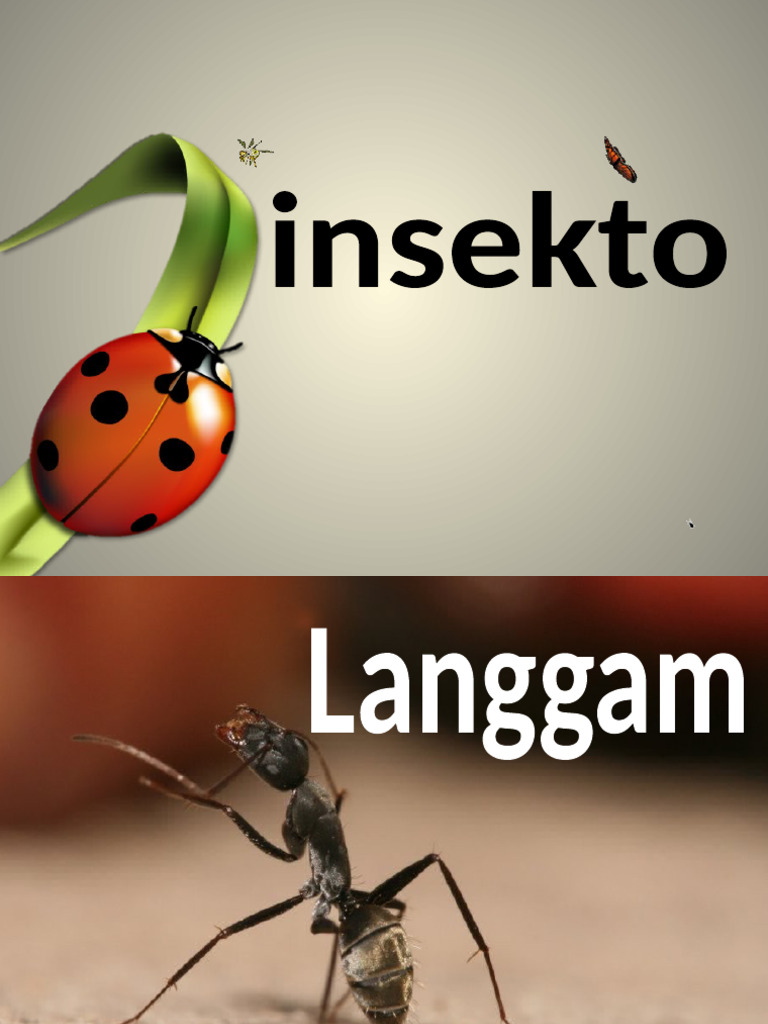 Mga Insecto | PDF