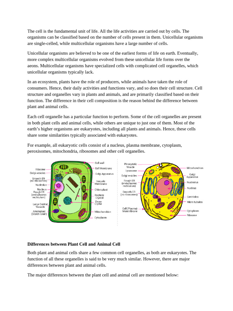 Cell Bio Notes | PDF | Endoplasmic Reticulum | Chloroplast