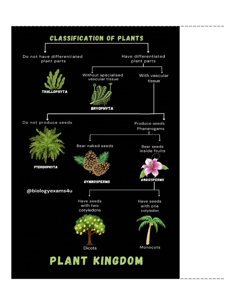 Xylem and Phloem: Key Differences | PDF | Tissue (Biology) | Plants