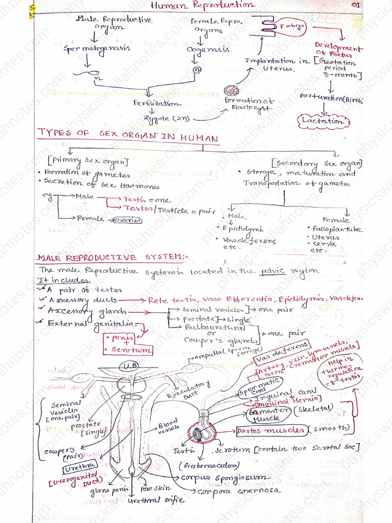 Human Reproduction | PDF