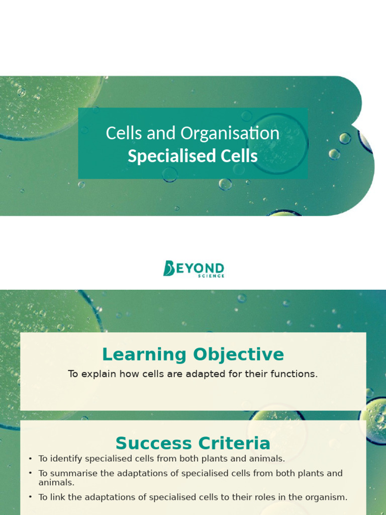 2b - Cells and Organisation L4 Specialised Cells PowerPoint | PDF ...