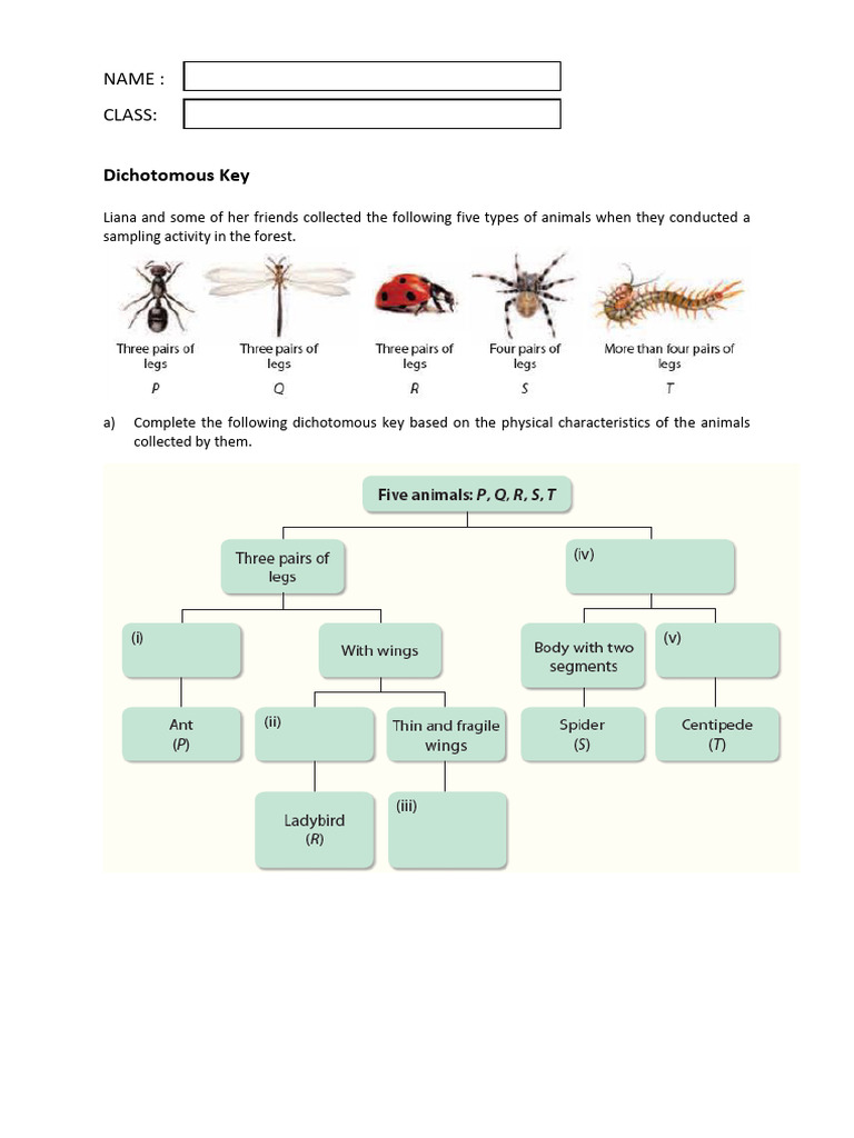 Dichotomous Key Activity for Grade 6 | PDF