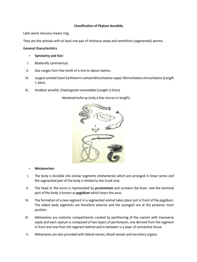 Overview of Annelida Classification | PDF | Gastrointestinal Tract ...