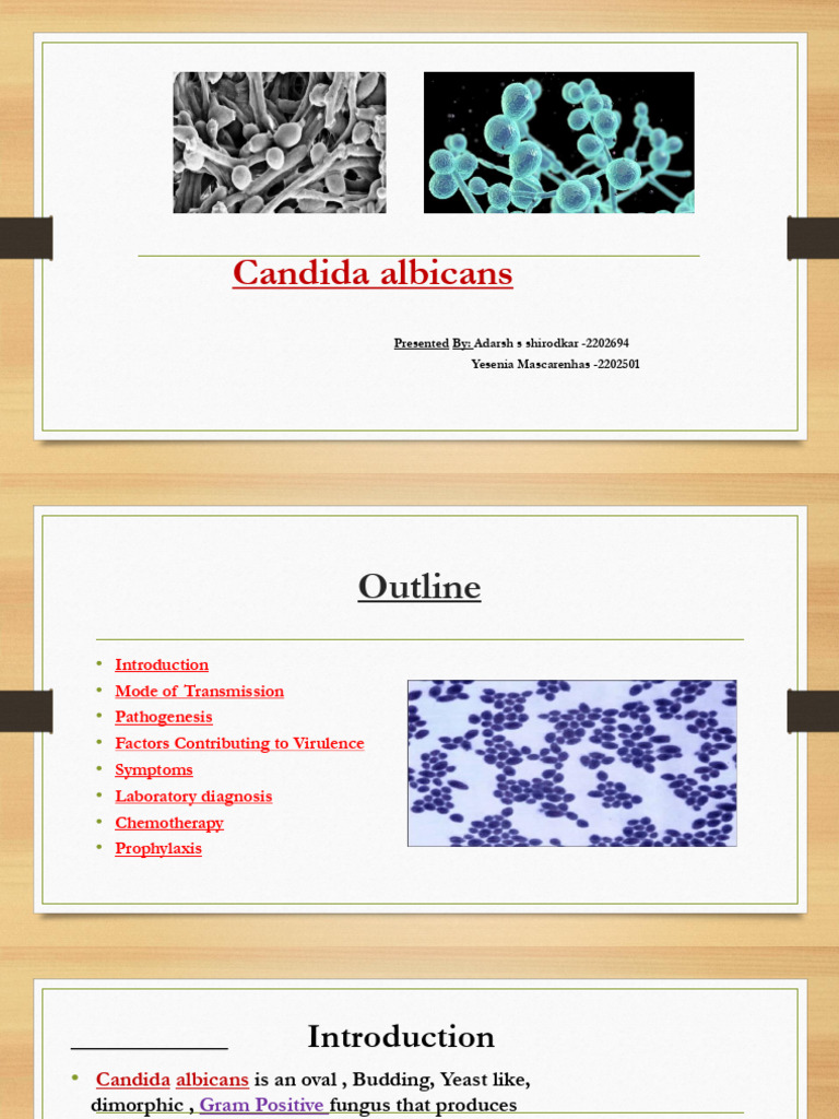 Candida Albicans | PDF | Candidiasis | Candida (Fungus)