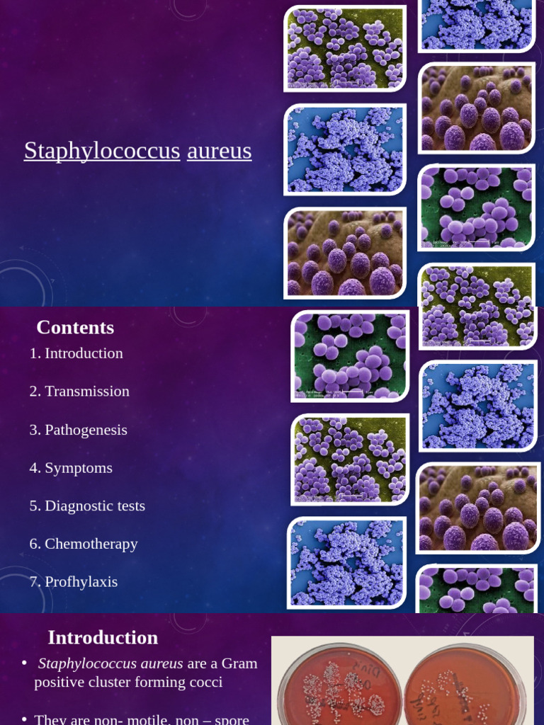 Staph Presentation | PDF | Staphylococcus Aureus | Staphylococcus