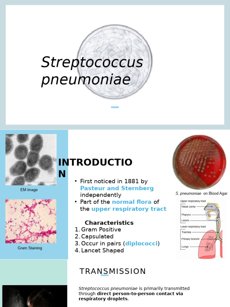 Streptococcus pneumoniae Overview | PDF | Pneumonia | Bacteria