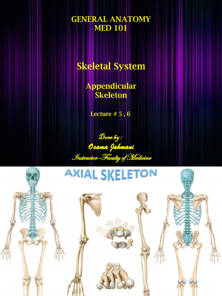 Lecture # 5 , 6 - Appendicular Skeleton | PDF | Pelvis | Foot