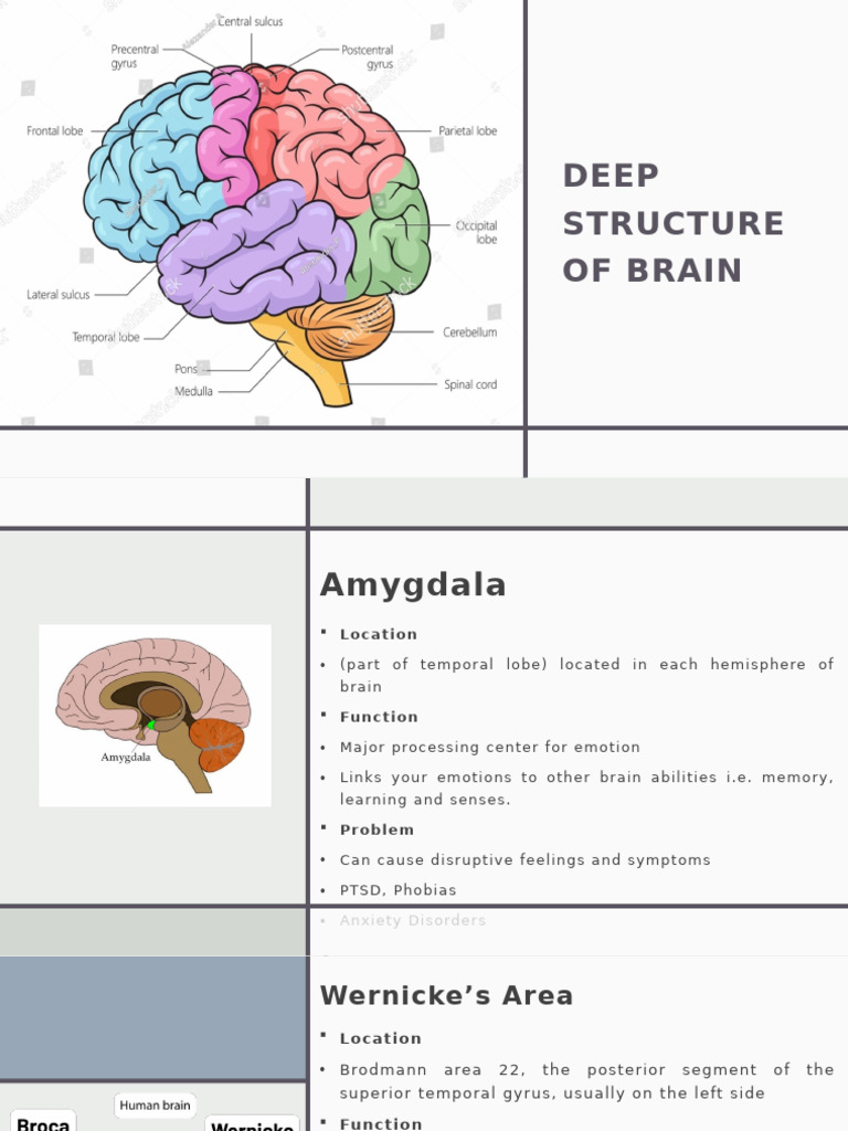 Deep-Structure-of-Brain-08102024-120624pm | PDF | Thalamus | Brain
