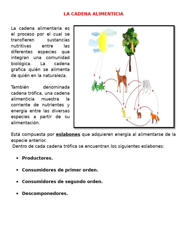 Cadena Alimenticia | PDF | Ecología | Entorno natural
