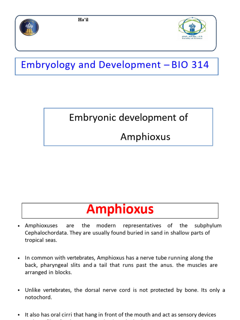LEC.4.Embryonic development of Amphioxus | PDF | Embryo | Anatomy