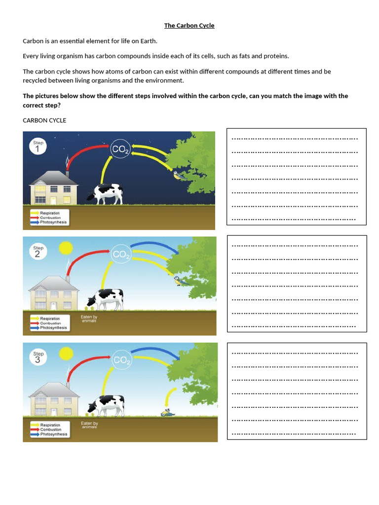 The Carbon Cycle Worksheet | PDF | Combustion | Decomposition