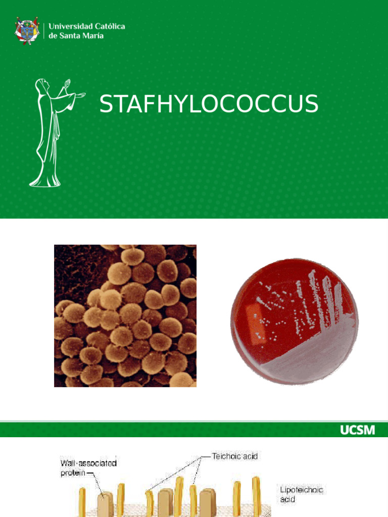 Staphylococcus | PDF | Staphylococcus Aureus | Especialidades Medicas