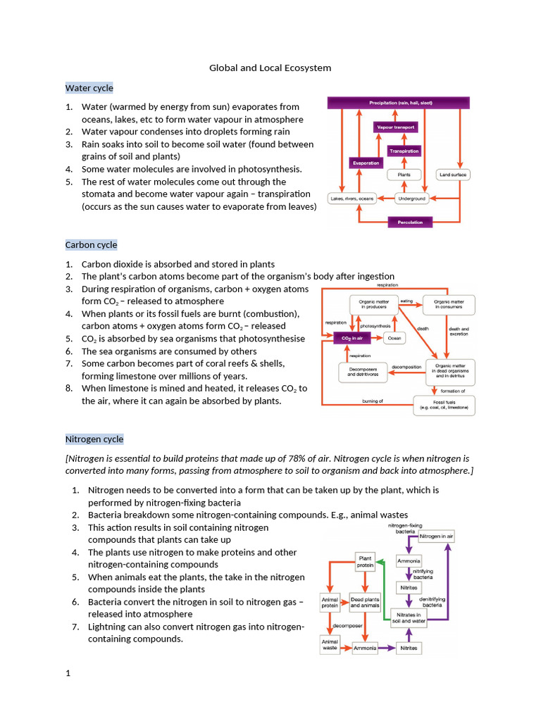 Y9 Science Global and Local Ecosystems Notes | PDF | Ecosystem | Carbon ...