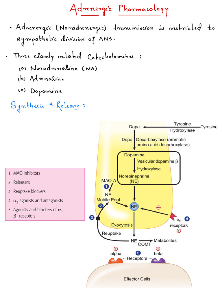 Adrenergic Pharmacology | PDF | Physiology | Neurochemistry