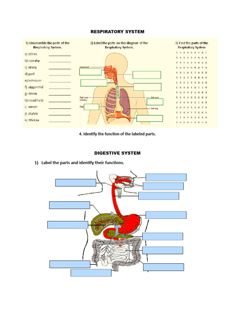 Anatomy and Physiology Lab Worksheet | PDF | Human Body | Medical ...