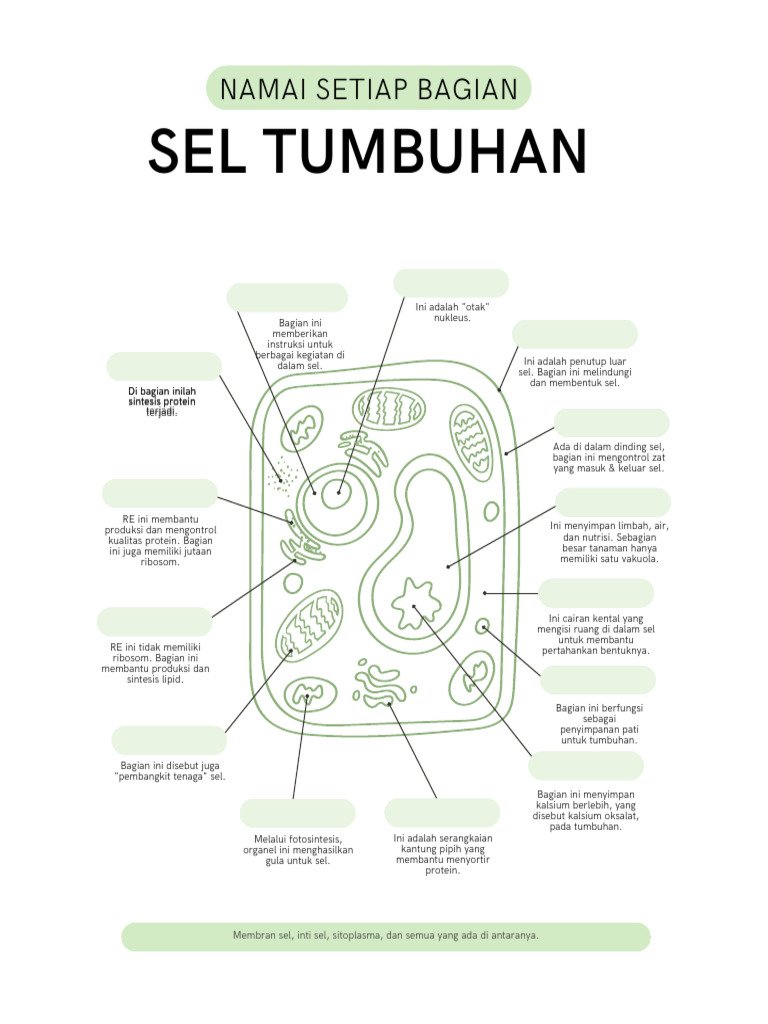Lembar Kerja Biologi Sel Tumbuhan | PDF