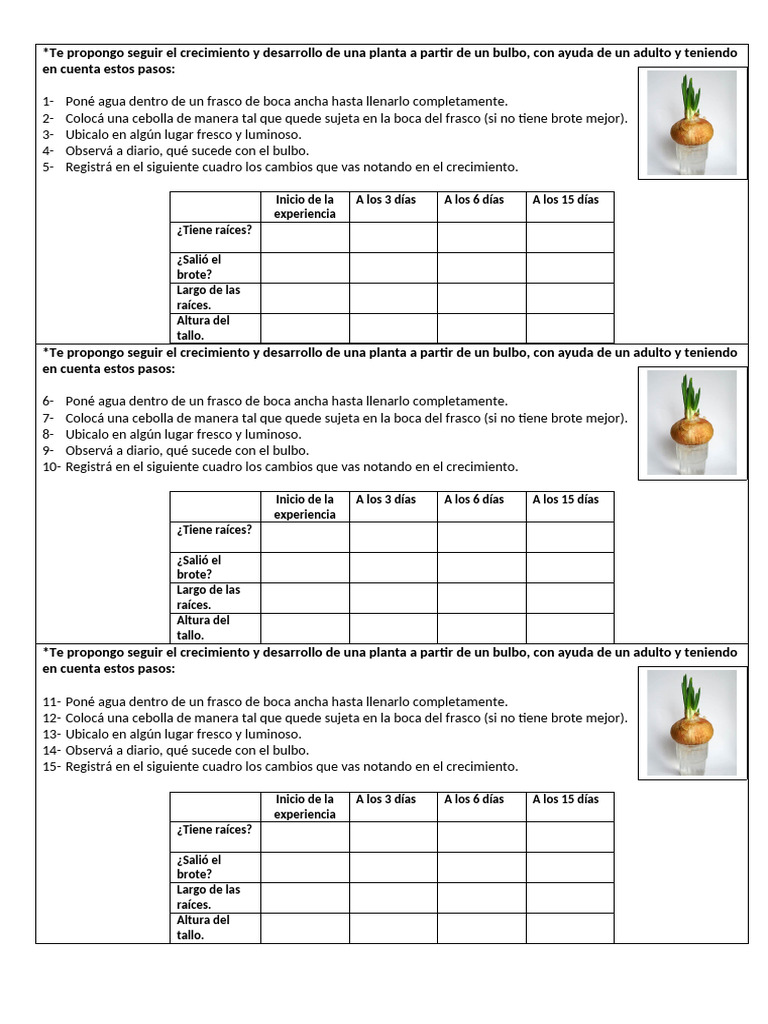 Crecimiento y Desarrollo de Una Planta A Partir de Un Bulbo | PDF ...