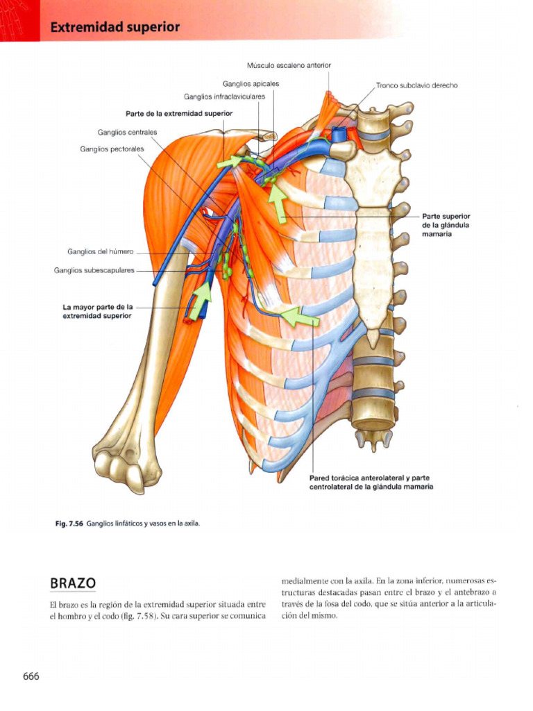 Anatomia Brazo | PDF