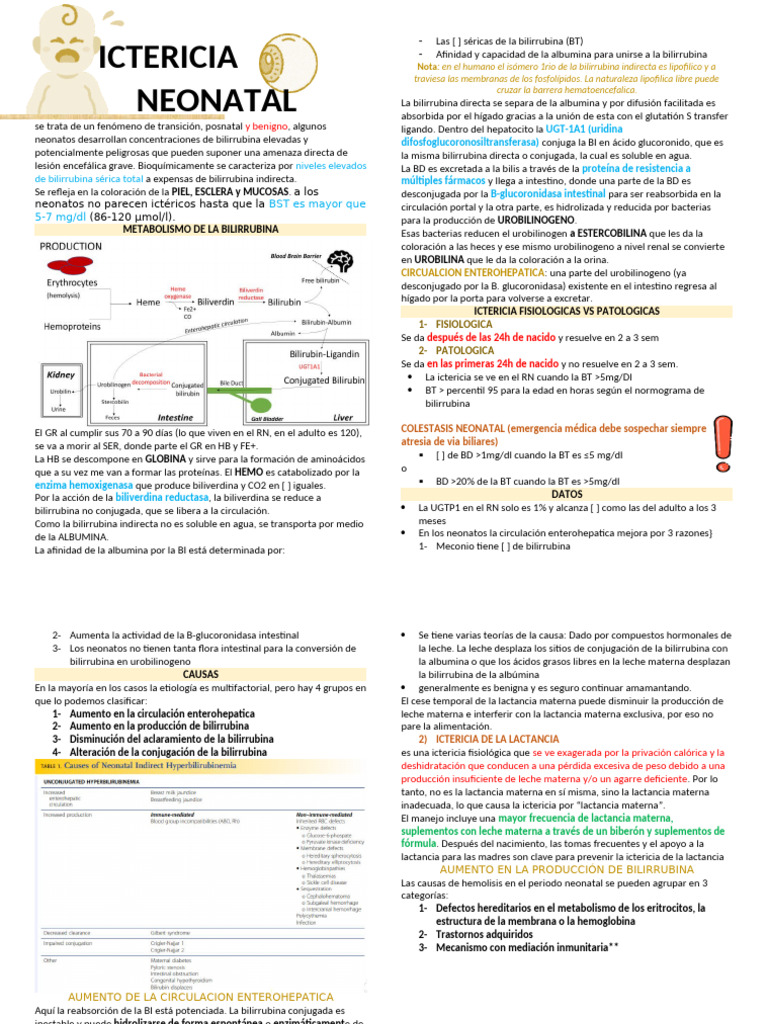 Ictericia Neonatal | PDF | Especialidades Medicas | Medicina CLINICA