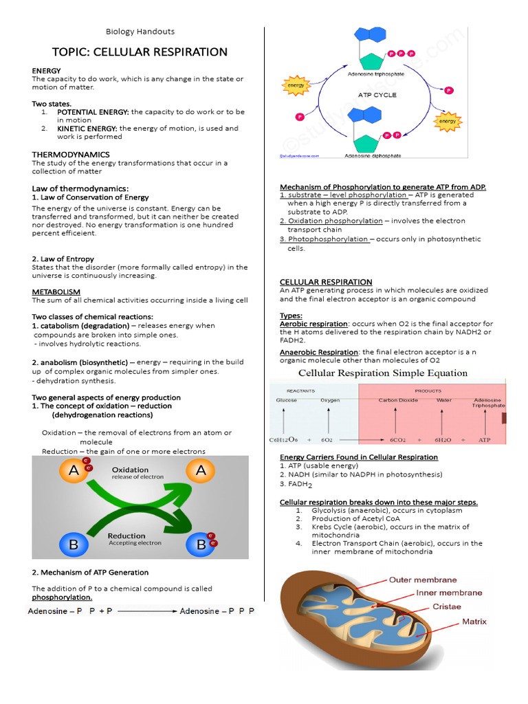 Handout - Cellular Respiration | PDF | Cellular Respiration | Adenosine ...