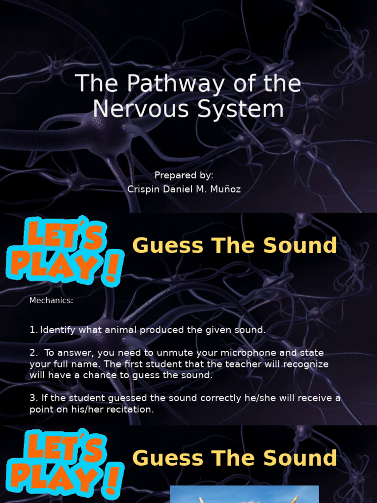 The Pathway of the Nervous System | PDF | Neuron | Action Potential