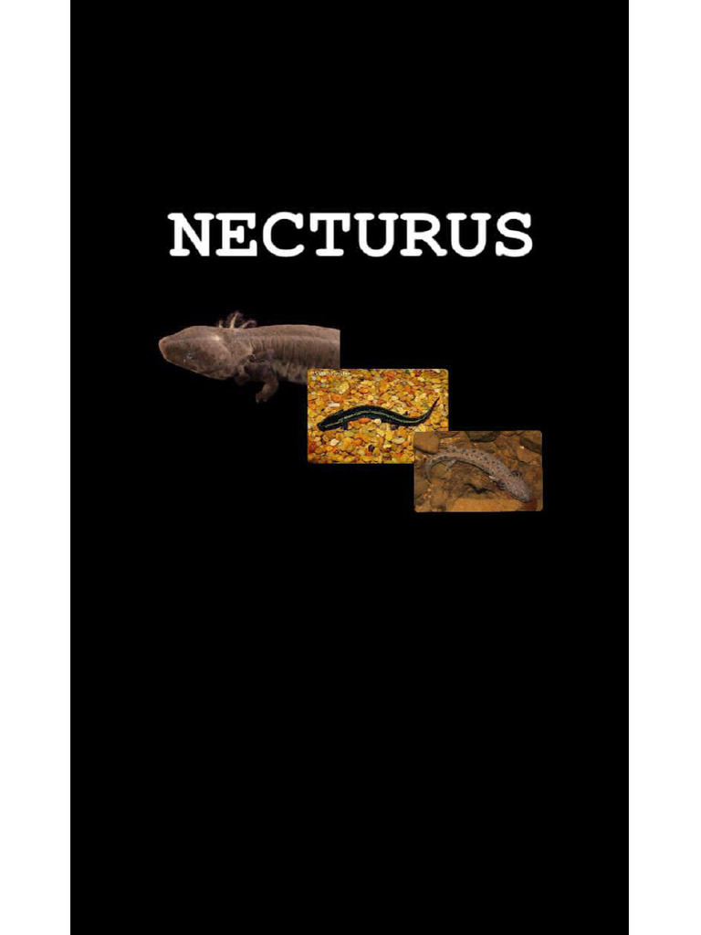 Necturus | PDF