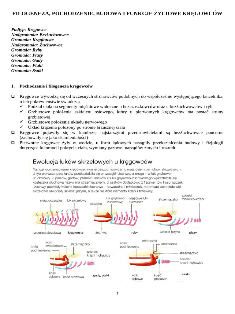 Filogeneza Pochodzenie Budowa I Funkcje Życiowe Kręgowców | PDF