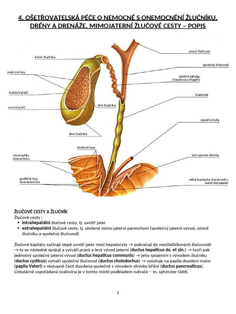 Ošetřovatelská Péče o Nemocné S Onemocnění Žlučníku, Drény A Drenáže ...