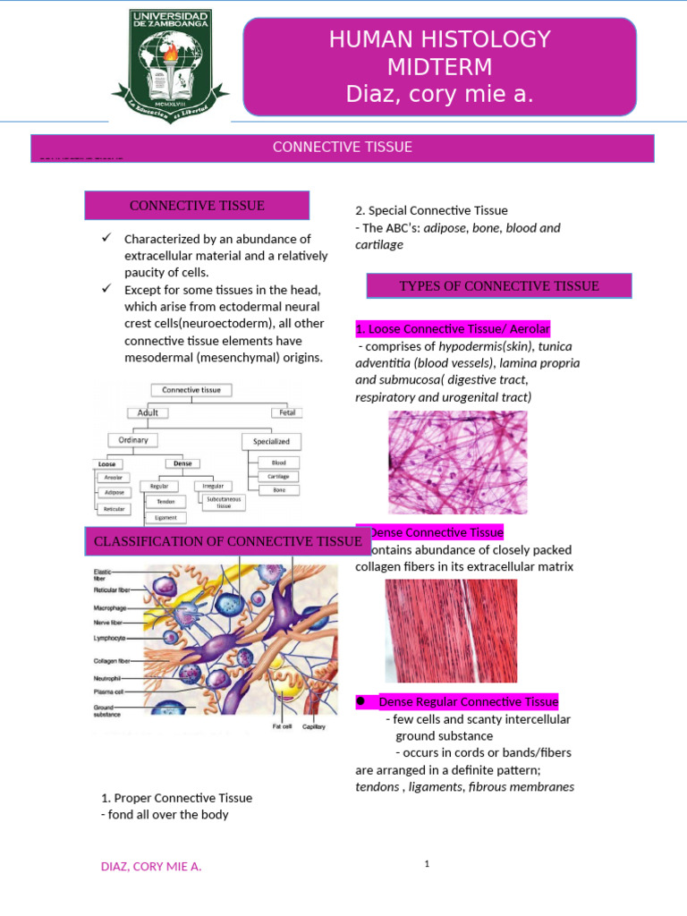 Histo Reviewer | PDF | Connective Tissue | Tissue (Biology)
