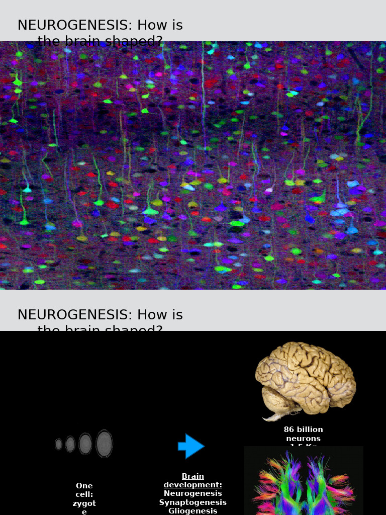 PSP Lesson II Neurogenesis | PDF | Cerebral Cortex | Neurogenesis