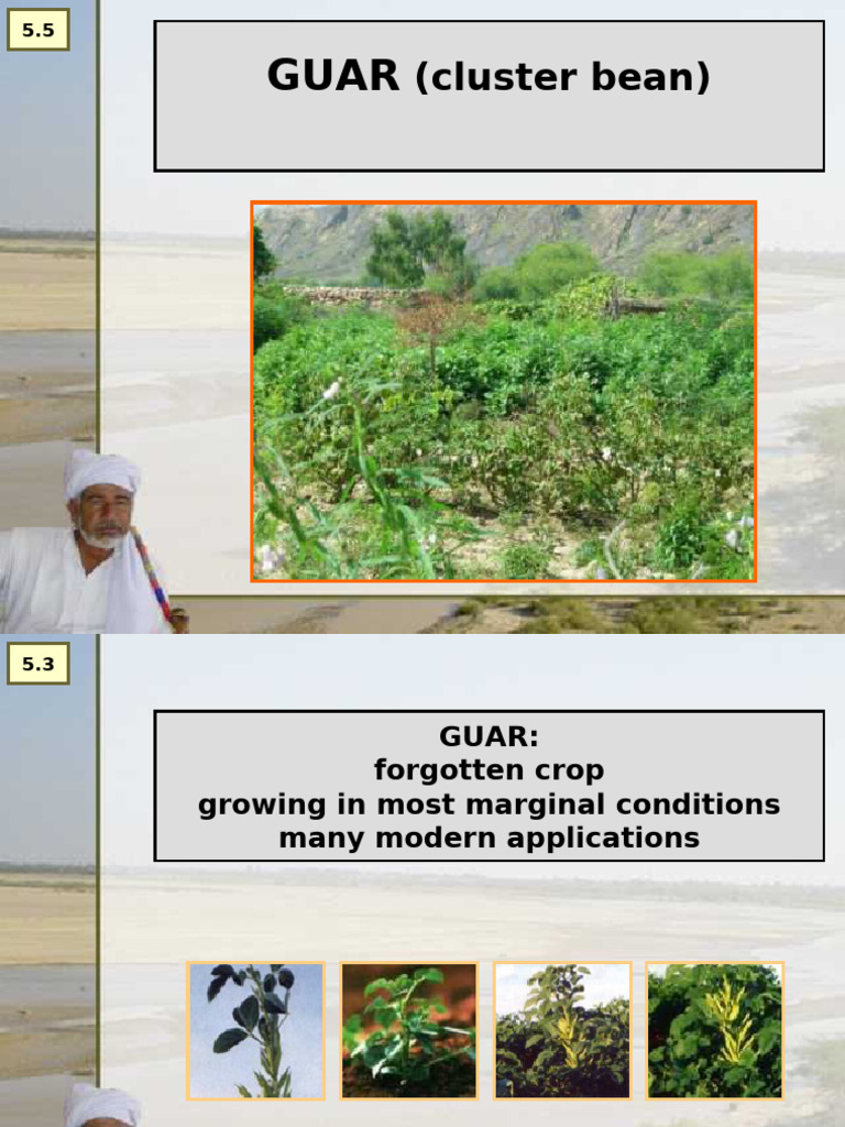 Guar Crop: Uses, Cultivation, and Benefits | PDF | Agriculture | Crops