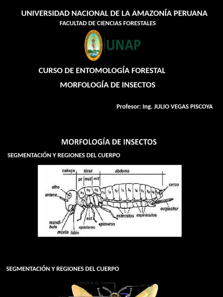 Morfología y Segmentación de Insectos | PDF | Ciencia y matemáticas