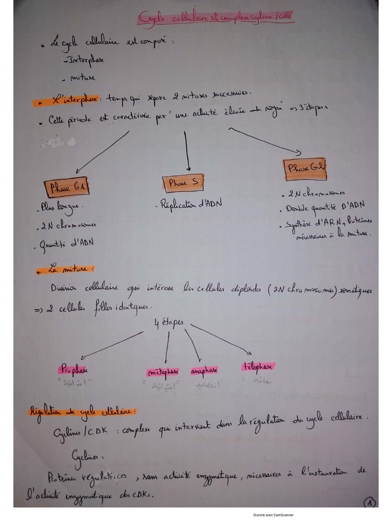 Résumé Cycle Cellulaire Pdf